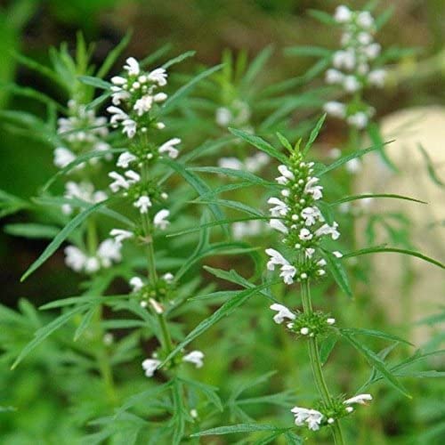 CHUXAY GARDEN 40 Seeds Leonurus Japonicus,Oriental Motherwort,Chinese Motherwort Annual Herb Flowering Plant Grow Fast Grows in Garden and pots