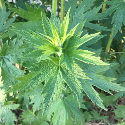 CHUXAY GARDEN 40 Seeds Leonurus Japonicus,Oriental Motherwort,Chinese Motherwort Annual Herb Flowering Plant Grow Fast Grows in Garden and pots