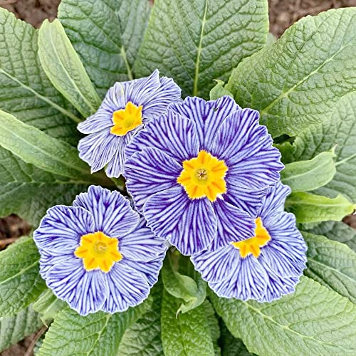 Primula 'Zebra Blue' Seeds Polyanthus Primrose Perennial Low Maintenance Deer Resistant Easy to Grow Border Edging Container Outdoor 100Pcs Flower Seeds by YEGAOL Garden