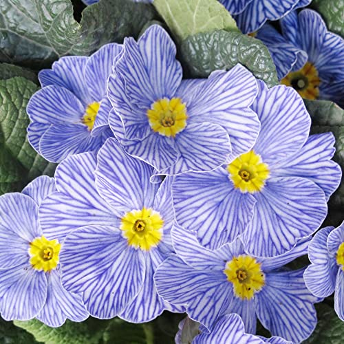 Primula 'Zebra Blue' Seeds Polyanthus Primrose Perennial Low Maintenance Deer Resistant Easy to Grow Border Edging Container Outdoor 100Pcs Flower Seeds by YEGAOL Garden