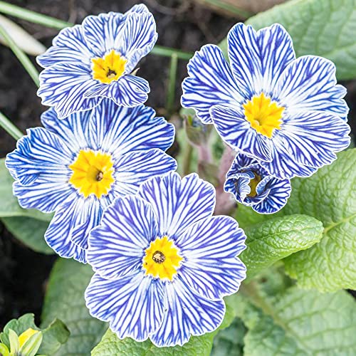 Primula 'Zebra Blue' Seeds Polyanthus Primrose Perennial Low Maintenance Deer Resistant Easy to Grow Border Edging Container Outdoor 100Pcs Flower Seeds by YEGAOL Garden