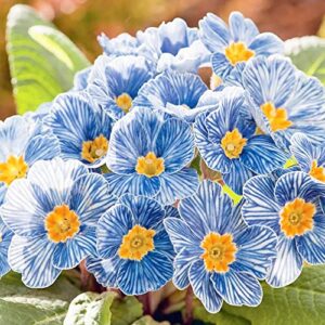 Primula 'Zebra Blue' Seeds Polyanthus Primrose Perennial Low Maintenance Deer Resistant Easy to Grow Border Edging Container Outdoor 100Pcs Flower Seeds by YEGAOL Garden