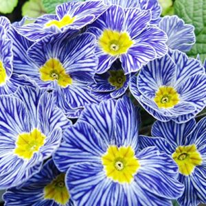 Primula 'Zebra Blue' Seeds Polyanthus Primrose Perennial Low Maintenance Deer Resistant Easy to Grow Border Edging Container Outdoor 100Pcs Flower Seeds by YEGAOL Garden