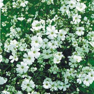 baby’s breath flowers, 2000+ heirloom flower seeds per packet, (isla’s garden seeds), non gmo seeds, botanical name: gypsophila