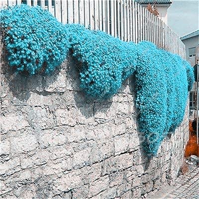 Rainbow Creeping Thyme Plants Blue Rock CRESS Plants - Perennial Ground Cover Flower ,Natural Growth for Home Garden 200 Pcs/Bag - (Color: 12)