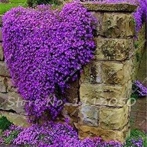 Rainbow Creeping Thyme Plants Blue Rock CRESS Plants - Perennial Ground Cover Flower ,Natural Growth for Home Garden 200 Pcs/Bag - (Color: 12)