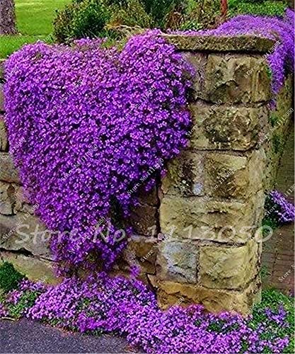 Rainbow Creeping Thyme Plants Blue Rock CRESS Plants - Perennial Ground Cover Flower ,Natural Growth for Home Garden 200 Pcs/Bag - (Color: 12)