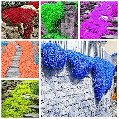 Rainbow Creeping Thyme Plants Blue Rock CRESS Plants - Perennial Ground Cover Flower ,Natural Growth for Home Garden 200 Pcs/Bag - (Color: 12)