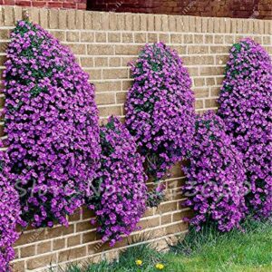 Rainbow Creeping Thyme Plants Blue Rock CRESS Plants - Perennial Ground Cover Flower ,Natural Growth for Home Garden 200 Pcs/Bag - (Color: 12)