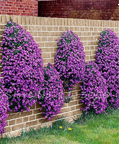 Rainbow Creeping Thyme Plants Blue Rock CRESS Plants - Perennial Ground Cover Flower ,Natural Growth for Home Garden 200 Pcs/Bag - (Color: 12)