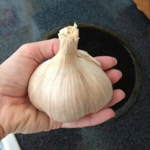 Elephant Garlic Tubers for Fall Planting Outdoors - 1 Pound Garlic - Planting Ornaments Perennial Garden Simple to Grow Pots