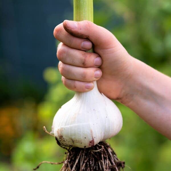 Elephant Garlic Tubers for Fall Planting Outdoors - 1 Pound Garlic - Planting Ornaments Perennial Garden Simple to Grow Pots