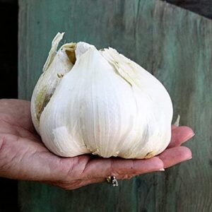 Elephant Garlic Tubers for Fall Planting Outdoors - 1 Pound Garlic - Planting Ornaments Perennial Garden Simple to Grow Pots