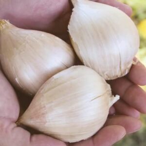 Elephant Garlic Tubers for Fall Planting Outdoors - 1 Pound Garlic - Planting Ornaments Perennial Garden Simple to Grow Pots