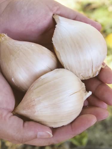 Elephant Garlic Tubers for Fall Planting Outdoors - 1 Pound Garlic - Planting Ornaments Perennial Garden Simple to Grow Pots