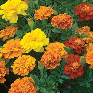 burpee happy days mix marigold seeds 150 seeds