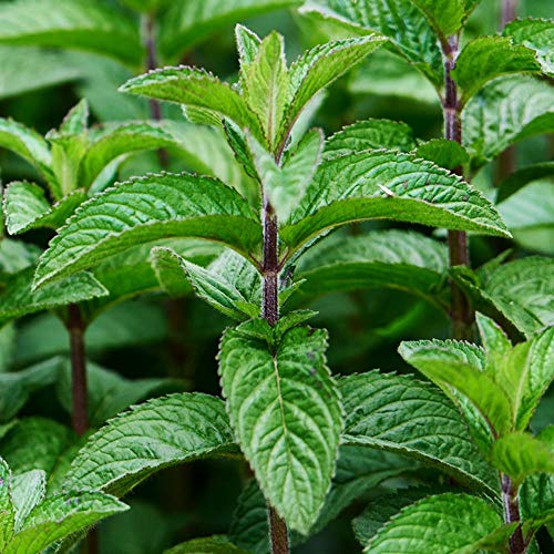 Peppermint (Mentha × piperita) 30mg Seeds for Planting, Marathi, Vilayati pudina, Asian Mint, Chinese Peppermint “Bohe”, Open Pollinated, Non GMO, Vegetable Garden