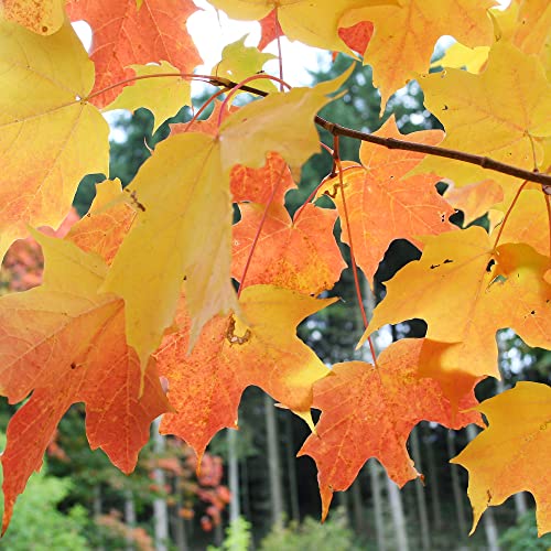 YEGAOL Garden Sugar Maple Seeds 100Pcs Tree Seeds Acer Saccharum Hard Maple Rock Maple Ornamental Non-GMO Garden Backyard Plant