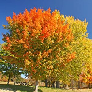 yegaol garden sugar maple seeds 100pcs tree seeds acer saccharum hard maple rock maple ornamental non-gmo garden backyard plant