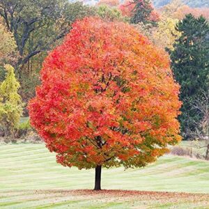 YEGAOL Garden Sugar Maple Seeds 100Pcs Tree Seeds Acer Saccharum Hard Maple Rock Maple Ornamental Non-GMO Garden Backyard Plant