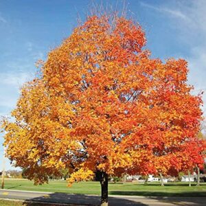 YEGAOL Garden Sugar Maple Seeds 100Pcs Tree Seeds Acer Saccharum Hard Maple Rock Maple Ornamental Non-GMO Garden Backyard Plant