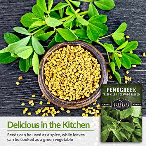 Survival Garden Seeds - Fenugreek Seed for Planting - Packet with Instructions to Plant & Grow Samudra Methi in Your Home Vegetable Garden - Non-GMO Heirloom Variety - Good Microgreens or Sprouts