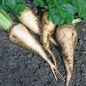 Sugar Beets, 100+ Heriloom Seeds Per Packet, (Isla's Garden Seeds), Non GMO Seeds, Botanical Name: Beta vulgaris subsp. vulgaris convar. vulgaris VAR. altissima