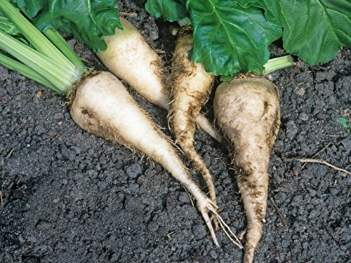 Sugar Beets, 100+ Heriloom Seeds Per Packet, (Isla's Garden Seeds), Non GMO Seeds, Botanical Name: Beta vulgaris subsp. vulgaris convar. vulgaris VAR. altissima