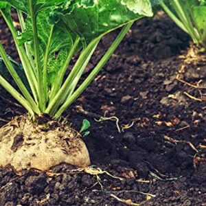 Sugar Beets, 100+ Heriloom Seeds Per Packet, (Isla's Garden Seeds), Non GMO Seeds, Botanical Name: Beta vulgaris subsp. vulgaris convar. vulgaris VAR. altissima