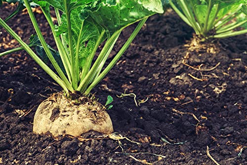 Sugar Beets, 100+ Heriloom Seeds Per Packet, (Isla's Garden Seeds), Non GMO Seeds, Botanical Name: Beta vulgaris subsp. vulgaris convar. vulgaris VAR. altissima