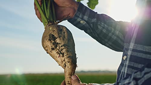 Sugar Beets, 100+ Heriloom Seeds Per Packet, (Isla's Garden Seeds), Non GMO Seeds, Botanical Name: Beta vulgaris subsp. vulgaris convar. vulgaris VAR. altissima