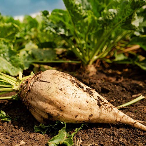 Sugar Beets, 100+ Heriloom Seeds Per Packet, (Isla's Garden Seeds), Non GMO Seeds, Botanical Name: Beta vulgaris subsp. vulgaris convar. vulgaris VAR. altissima