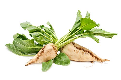 Sugar Beets, 100+ Heriloom Seeds Per Packet, (Isla's Garden Seeds), Non GMO Seeds, Botanical Name: Beta vulgaris subsp. vulgaris convar. vulgaris VAR. altissima