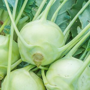 burpee konan hybrid kohlrabi seeds 100 seeds