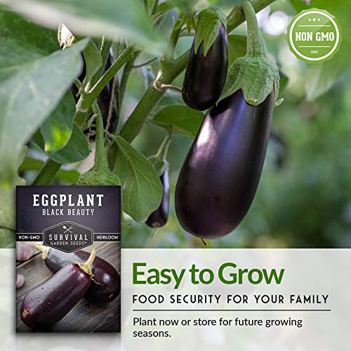 Survival Garden Seeds - Black Beauty Eggplant Seed for Planting - Packet with Instructions to Plant and Grow Purple Aubergine Plants in Your Home Vegetable Garden - Non-GMO Heirloom Variety