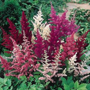 outsidepride dwarf astilbe arendsii showstar garden flower plant seed – 200 seeds