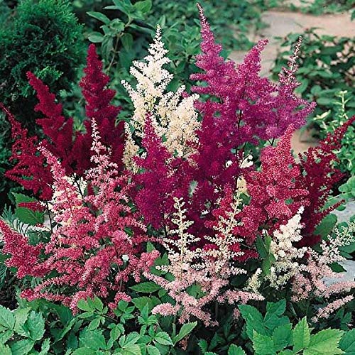 Outsidepride Dwarf Astilbe Arendsii Showstar Garden Flower Plant Seed - 200 Seeds