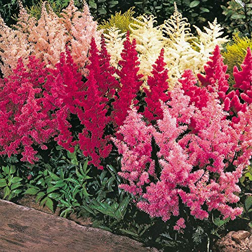 Outsidepride Dwarf Astilbe Arendsii Showstar Garden Flower Plant Seed - 200 Seeds