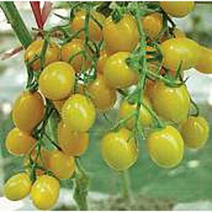 jelly bean tomato (yellow) seeds (25 seed packet) (more heirloom, non gmo, vegetable, fruit, herb, flower garden seeds at seed king express)