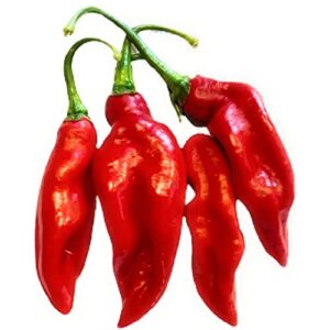 qauzuy garden 10 trinidad pimento seeds, cooking pepper, non-gmo seed, easy to grow, indoor & outdoor