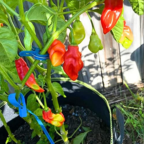 QAUZUY GARDEN 10 Trinidad Pimento Seeds, Cooking Pepper, Non-GMO Seed, Easy to Grow, Indoor & Outdoor