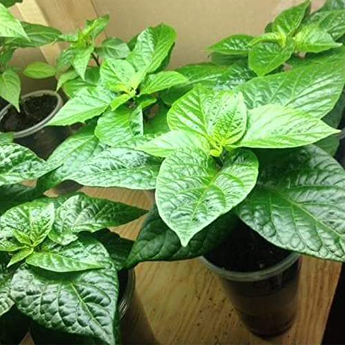 QAUZUY GARDEN 10 Trinidad Pimento Seeds, Cooking Pepper, Non-GMO Seed, Easy to Grow, Indoor & Outdoor