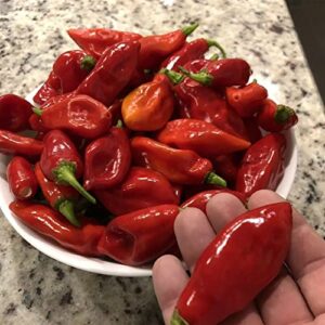 QAUZUY GARDEN 10 Trinidad Pimento Seeds, Cooking Pepper, Non-GMO Seed, Easy to Grow, Indoor & Outdoor