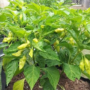 QAUZUY GARDEN 10 Trinidad Pimento Seeds, Cooking Pepper, Non-GMO Seed, Easy to Grow, Indoor & Outdoor