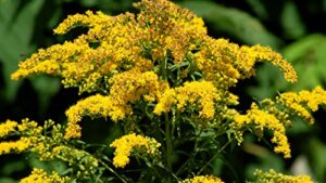 garden-worthy goldenrod plants (12)