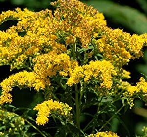 Garden-Worthy Goldenrod Plants (12)