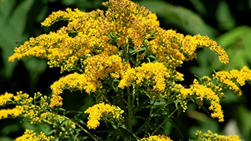 Garden-Worthy Goldenrod Plants (12)