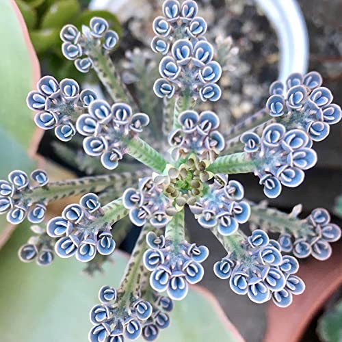 QAUZUY GARDEN 25 Seeds Rare Dark Blue Kalanchoe Flaming Katy Seeds Succulent Flower Seed Striking Tropical Exotic Plant for Garden Home Balcony Office Decor