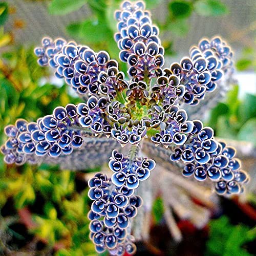 QAUZUY GARDEN 25 Seeds Rare Dark Blue Kalanchoe Flaming Katy Seeds Succulent Flower Seed Striking Tropical Exotic Plant for Garden Home Balcony Office Decor