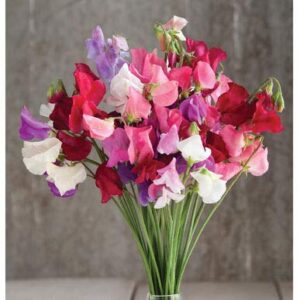 david’s garden seeds flower sweet pea mammoth choice mix fba-1488 (multi) 50 non-gmo, heirloom seeds